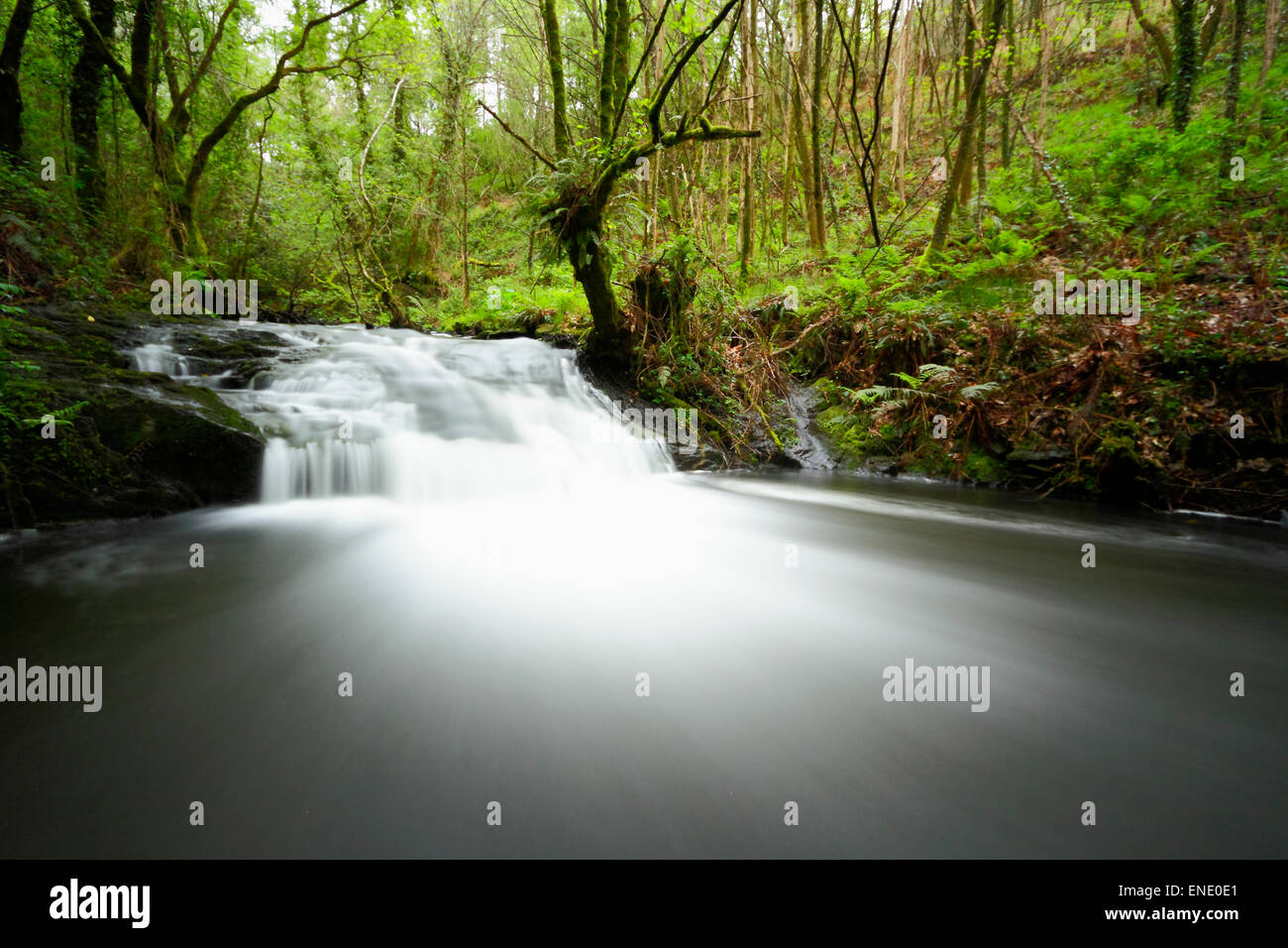 Galician forest hi-res stock photography and images - Alamy