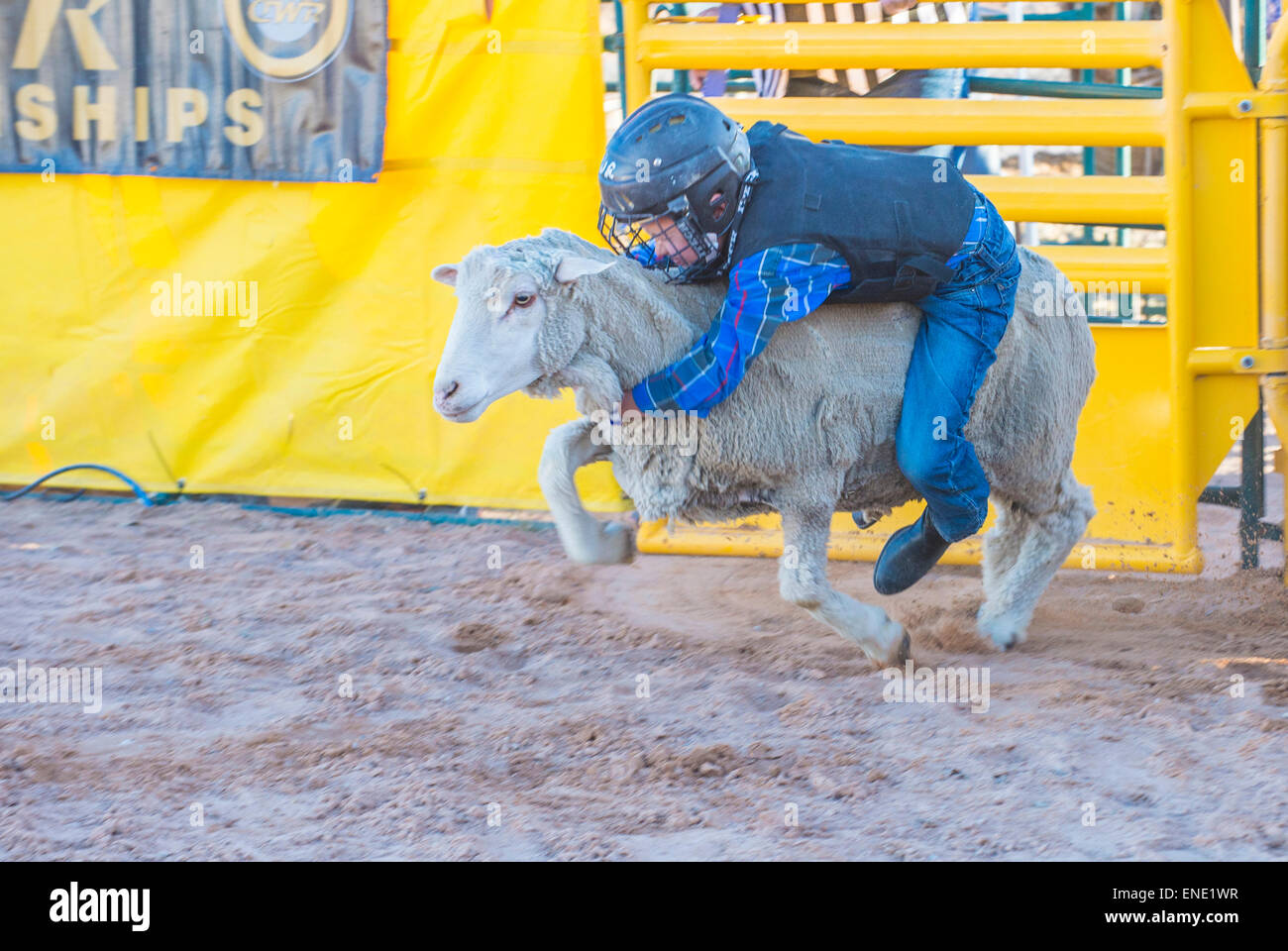 Boy riding on a sheep during a Mutton Busting contest at the Clark ...