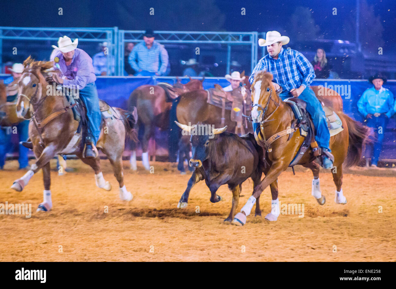 Cowboy Participating in a Steer wrestling Competition at the Clark ...
