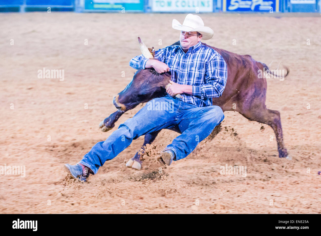 Cowboy Participating in a Steer wrestling Competition at the Clark ...