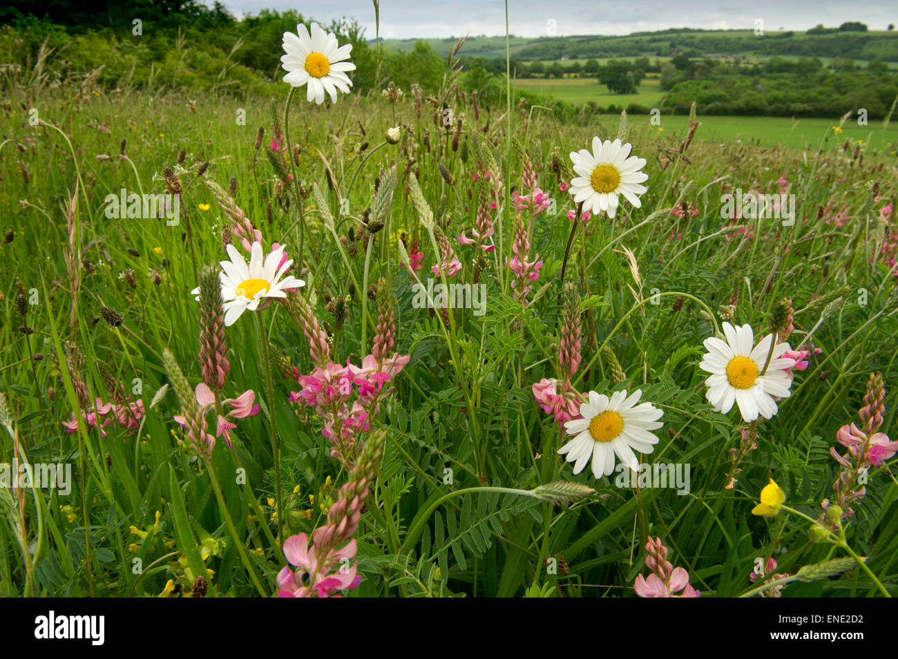 A wildflower meadow in Wiltshire with many ox-eye daisies and grasses ...