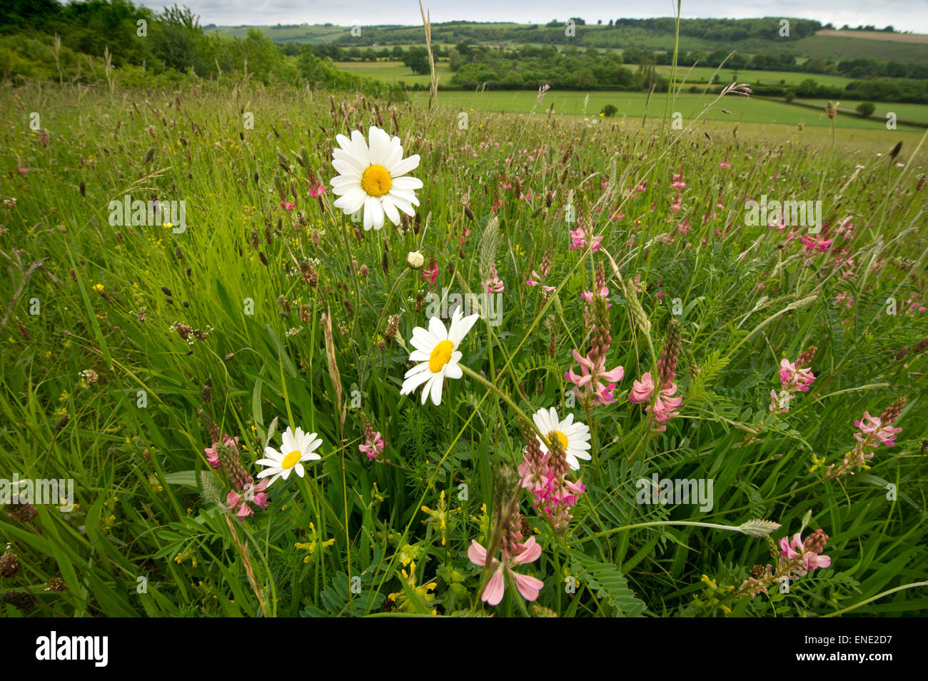 A wildflower meadow in Wiltshire with many ox-eye daisies and grasses ...