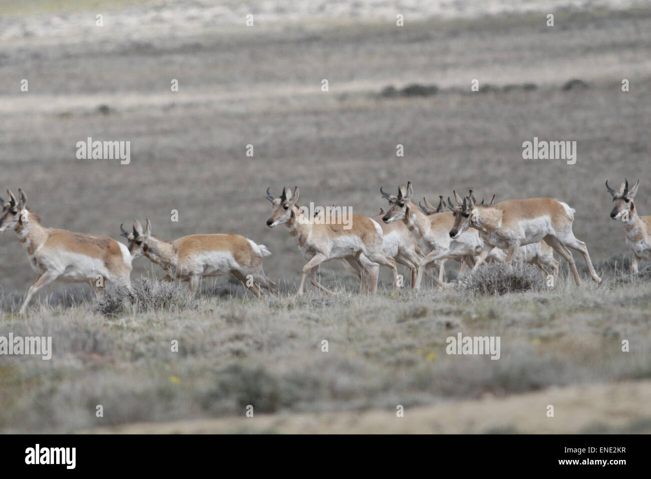 Pronghorn antelope running hi-res stock photography and images - Alamy