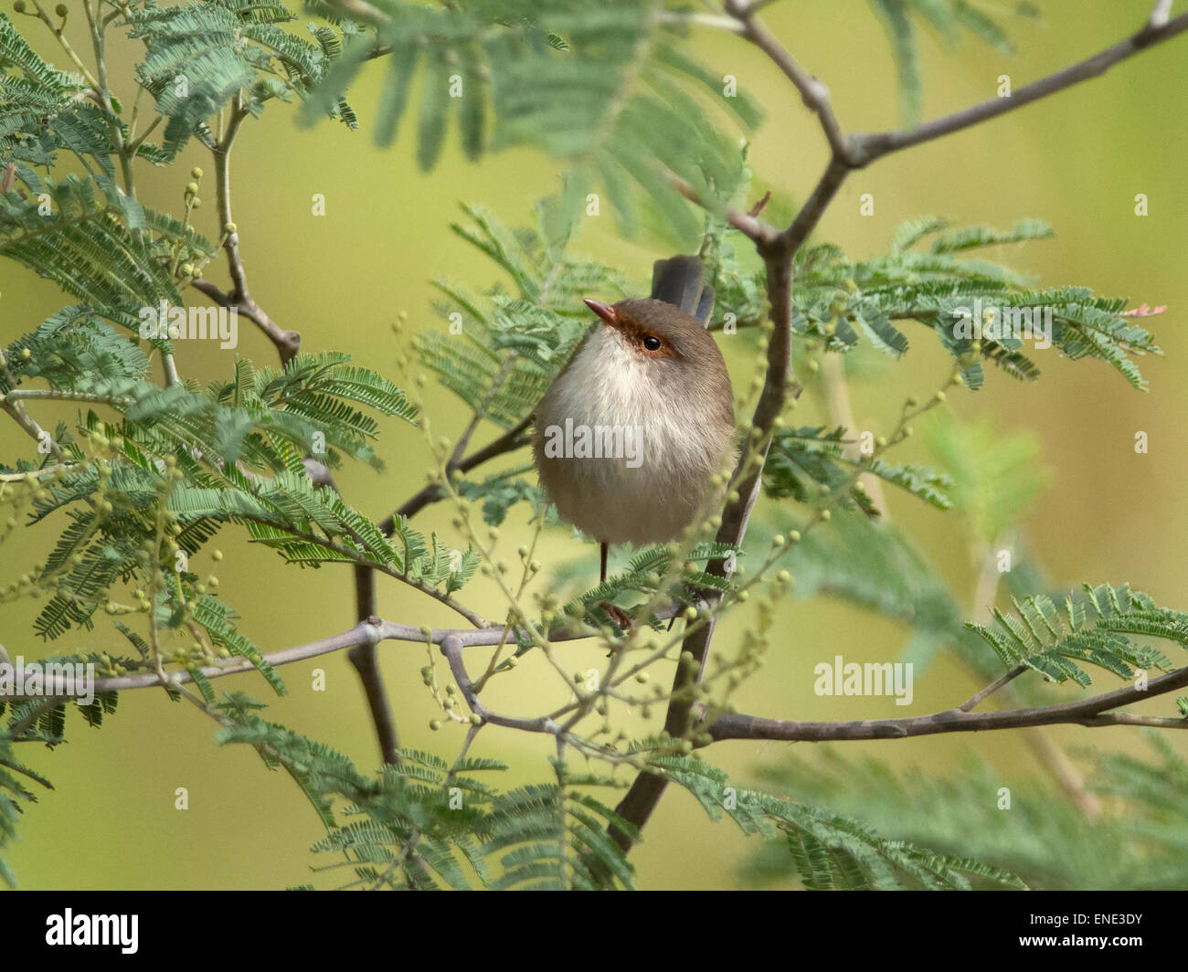 Superb Fairy Wren Stock Photo - Alamy