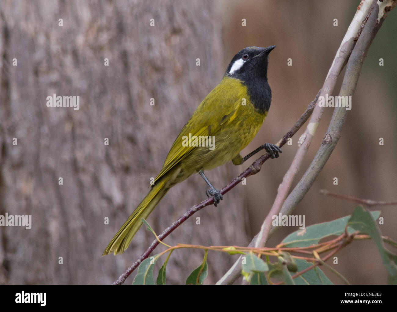 White eared hi-res stock photography and images - Alamy