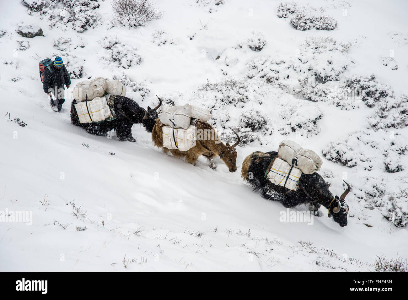 Dzos walking hi-res stock photography and images - Alamy