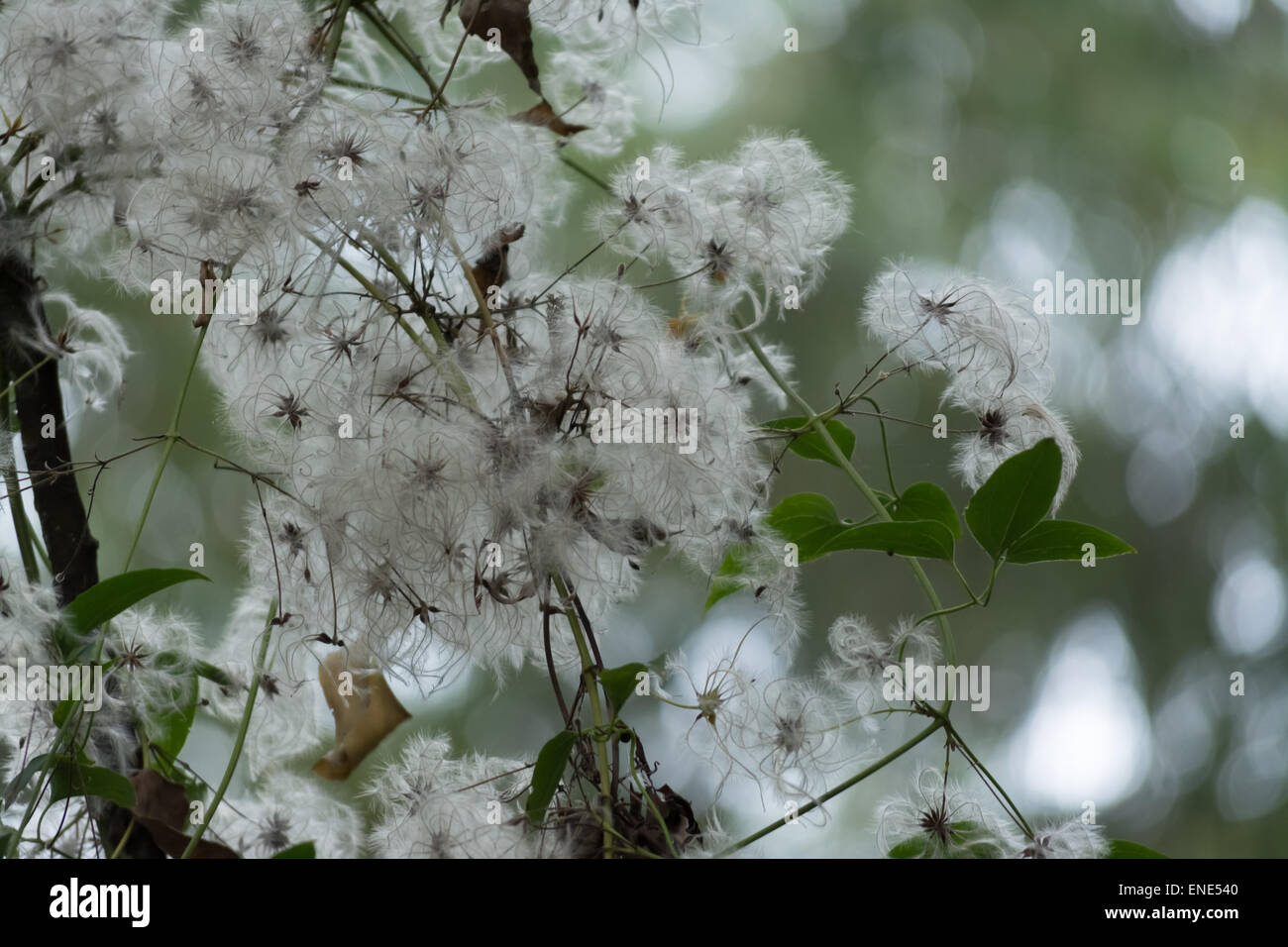 Australian bush flowers Stock Photo - Alamy