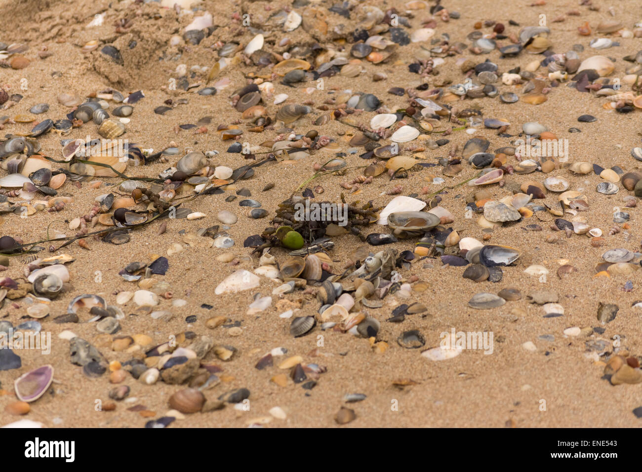 Seaweed shells beach High Resolution Stock Photography and Images - Alamy
