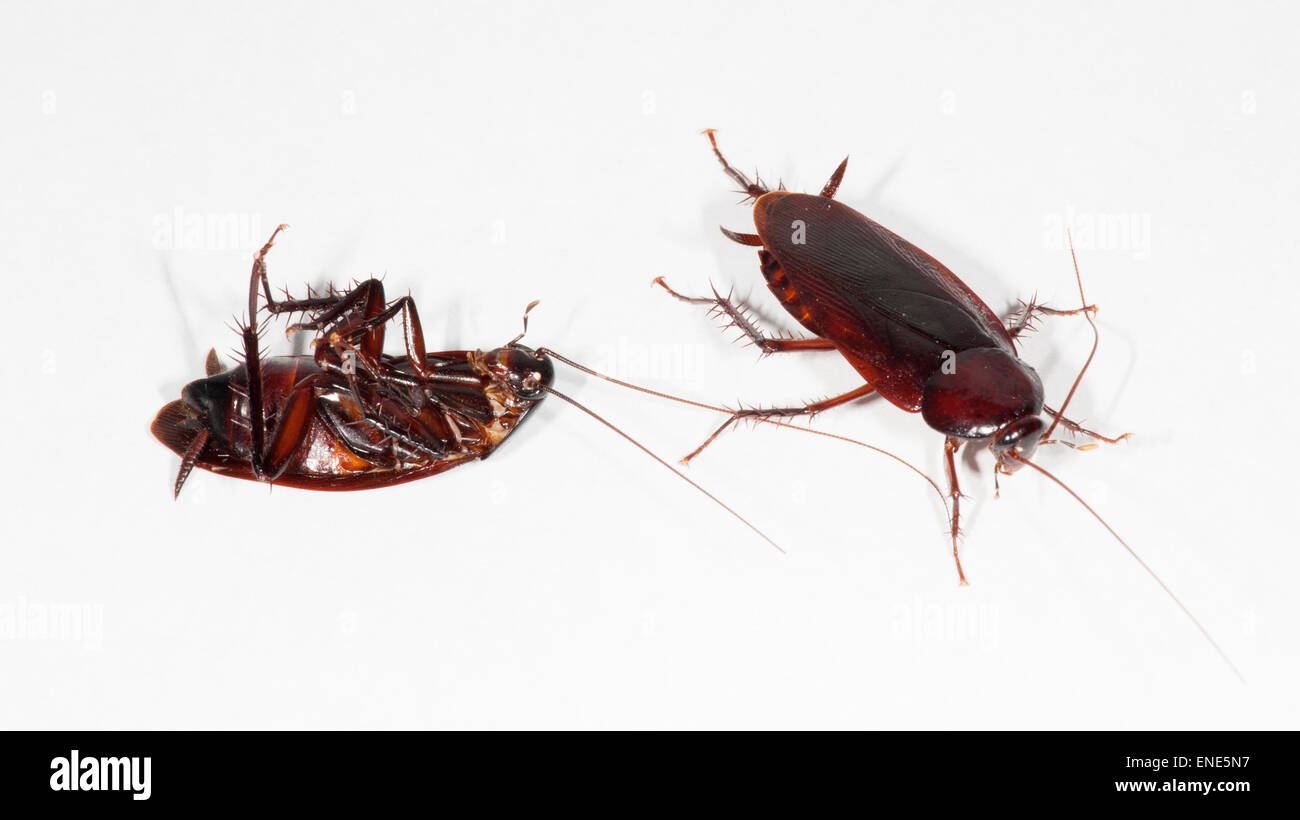 The most disgusting creature on earth Stock Photo - Alamy