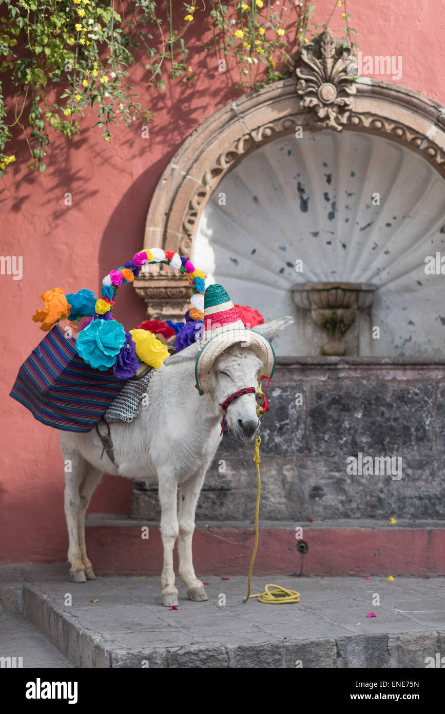 Camila the donkey in the streets of San Miguel de Allende Mexico Stock ...
