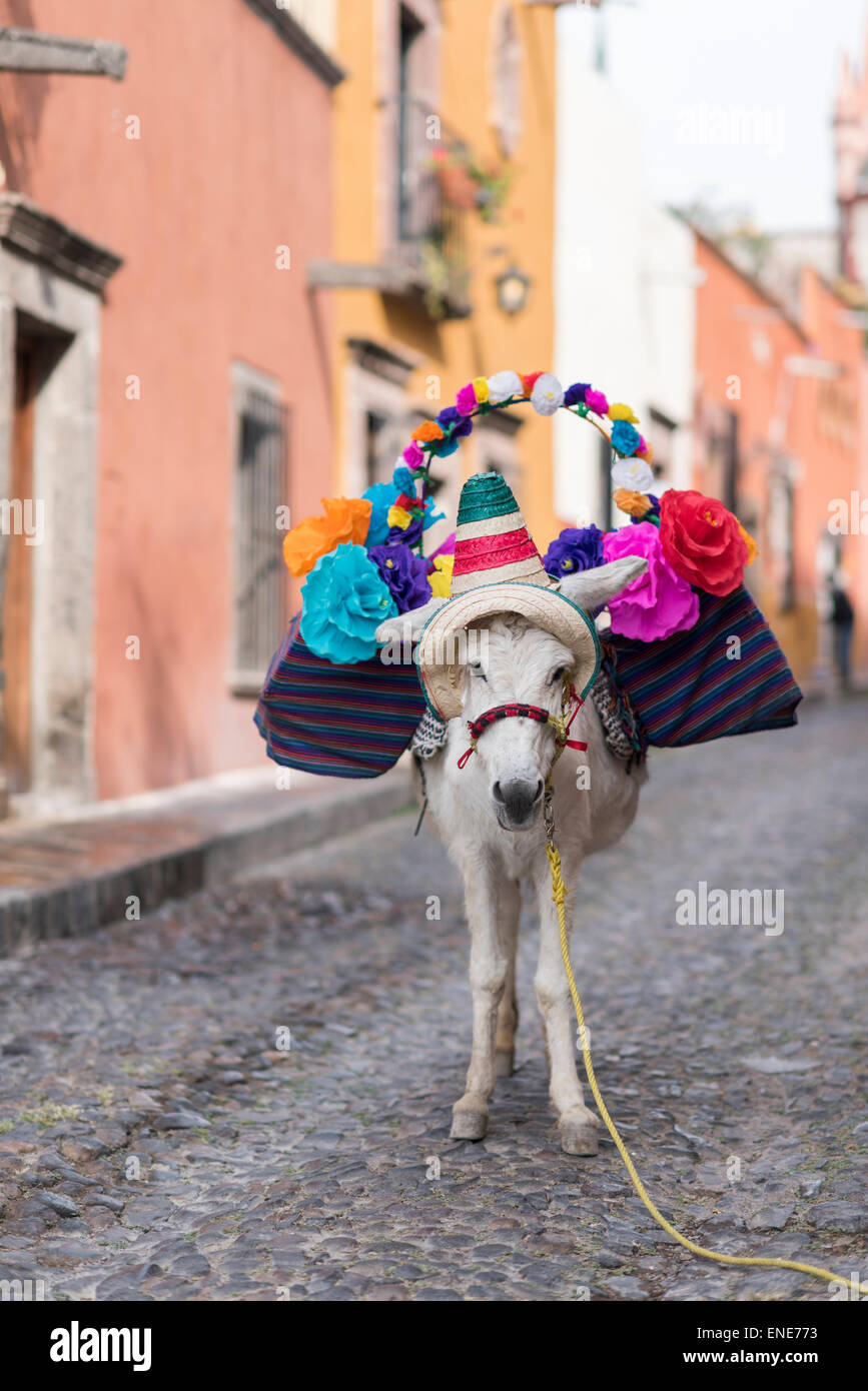 Mexico donkey hi-res stock photography and images - Alamy