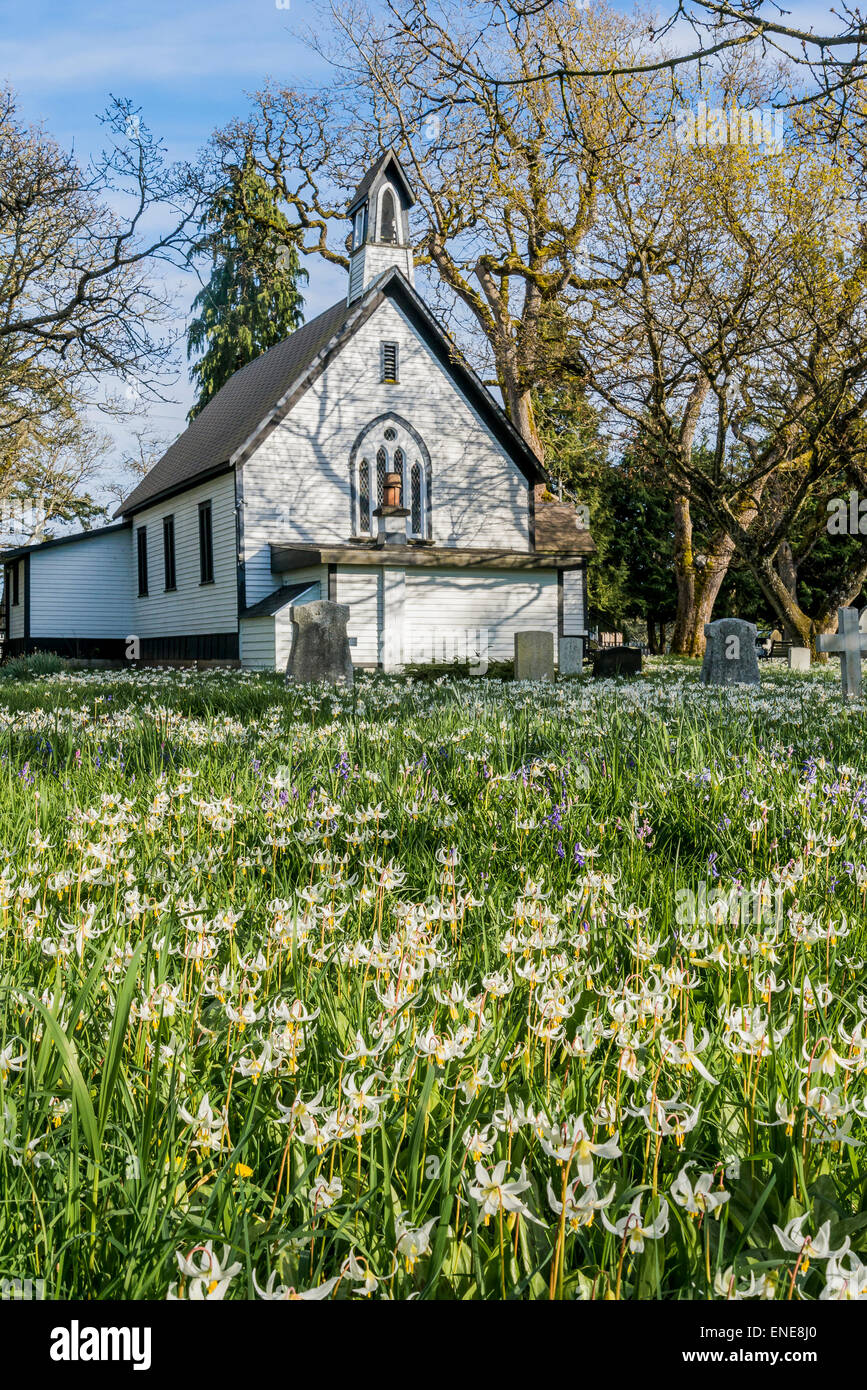 Native white fawn lilies bloom in Spring, Saint Mary the Virgin ...