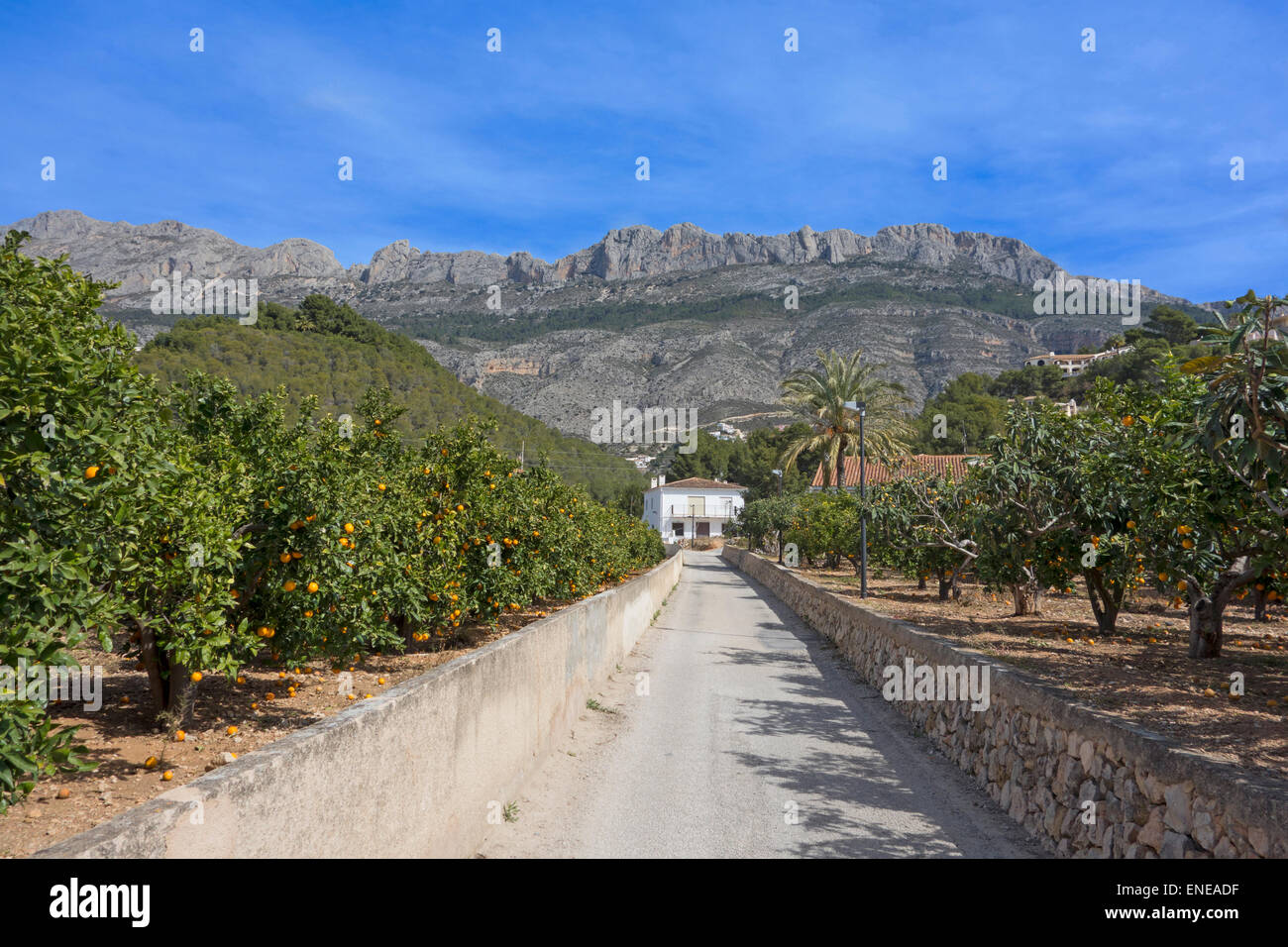 Orange trees costa blanca hi-res stock photography and images - Alamy