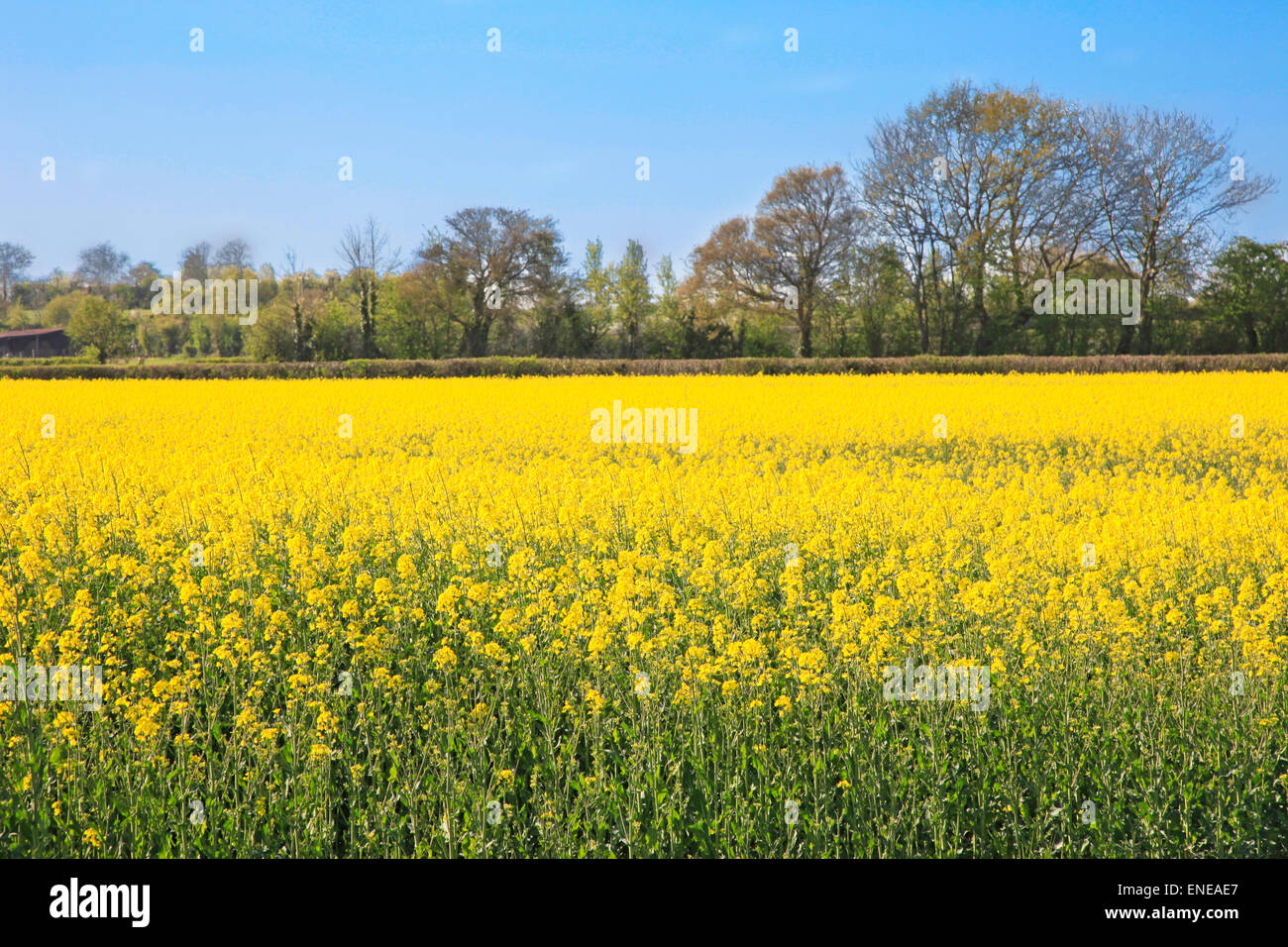 Summer day rapeseed crop farming hi-res stock photography and images ...