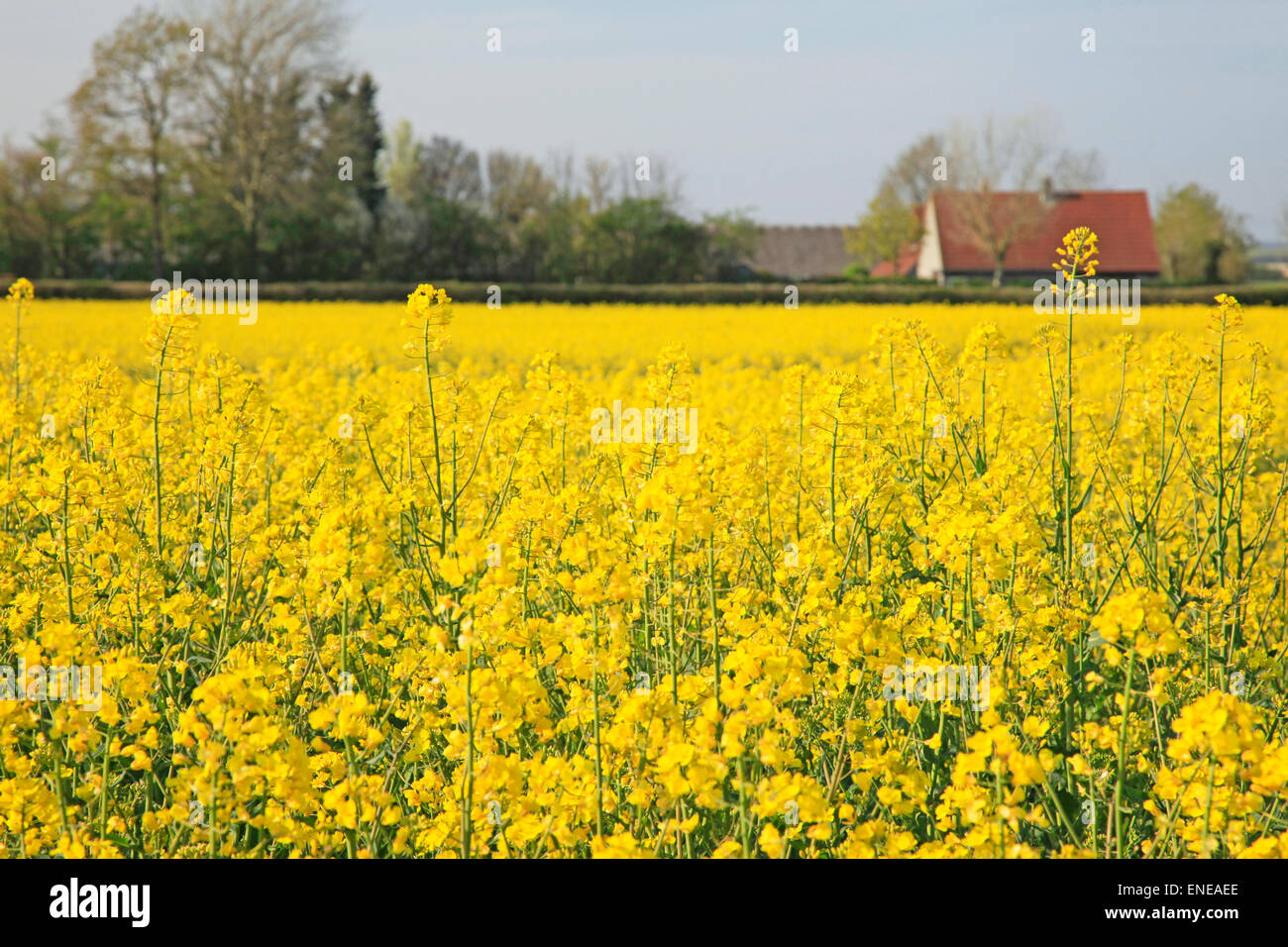 Rapeseed animal feed hi-res stock photography and images - Alamy