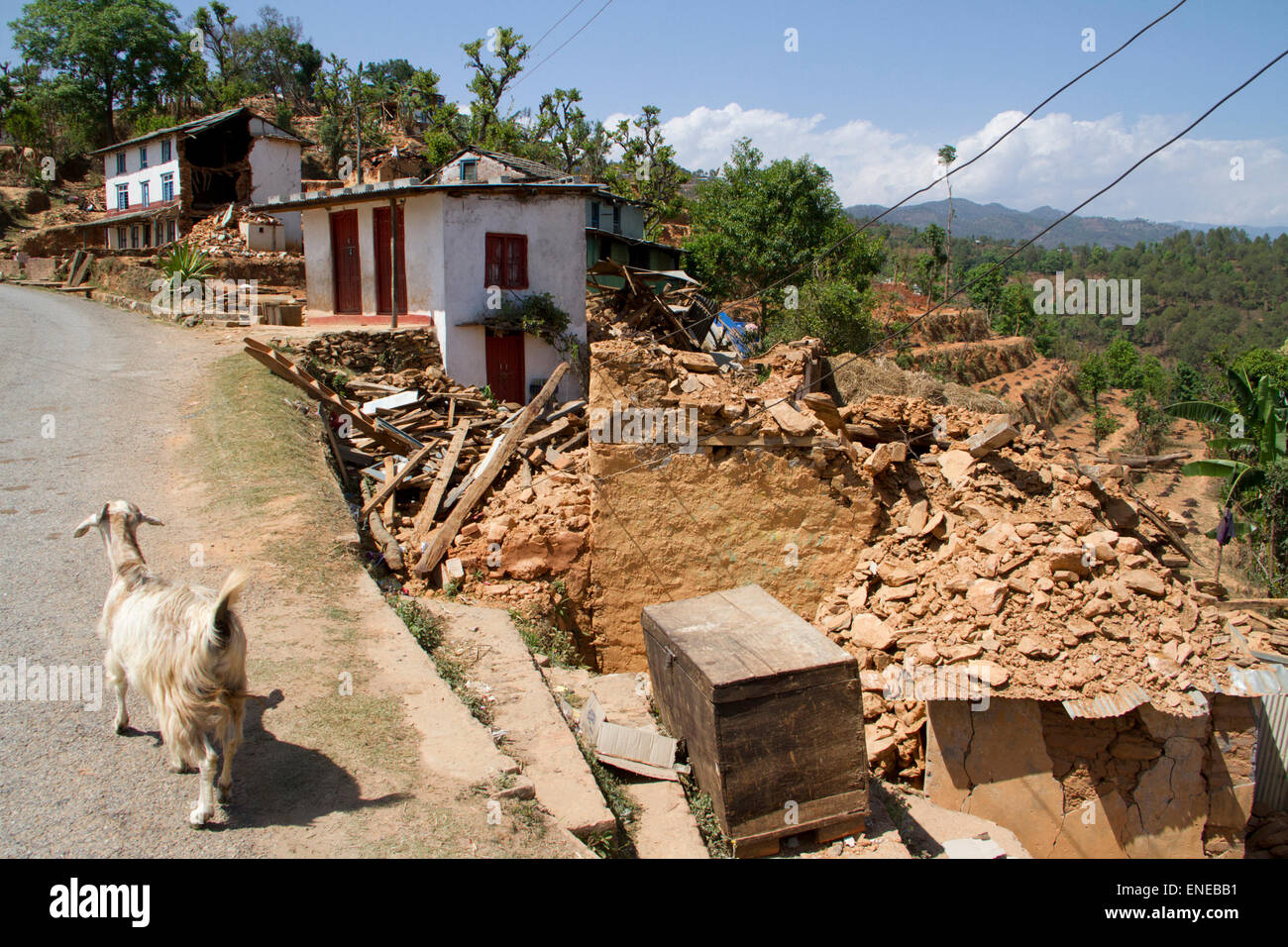 Nepal. 3rd May, 2015. A goat walks destroyed buildings in Chautara ...