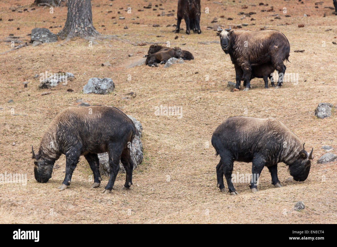 Takin hi-res stock photography and images - Alamy