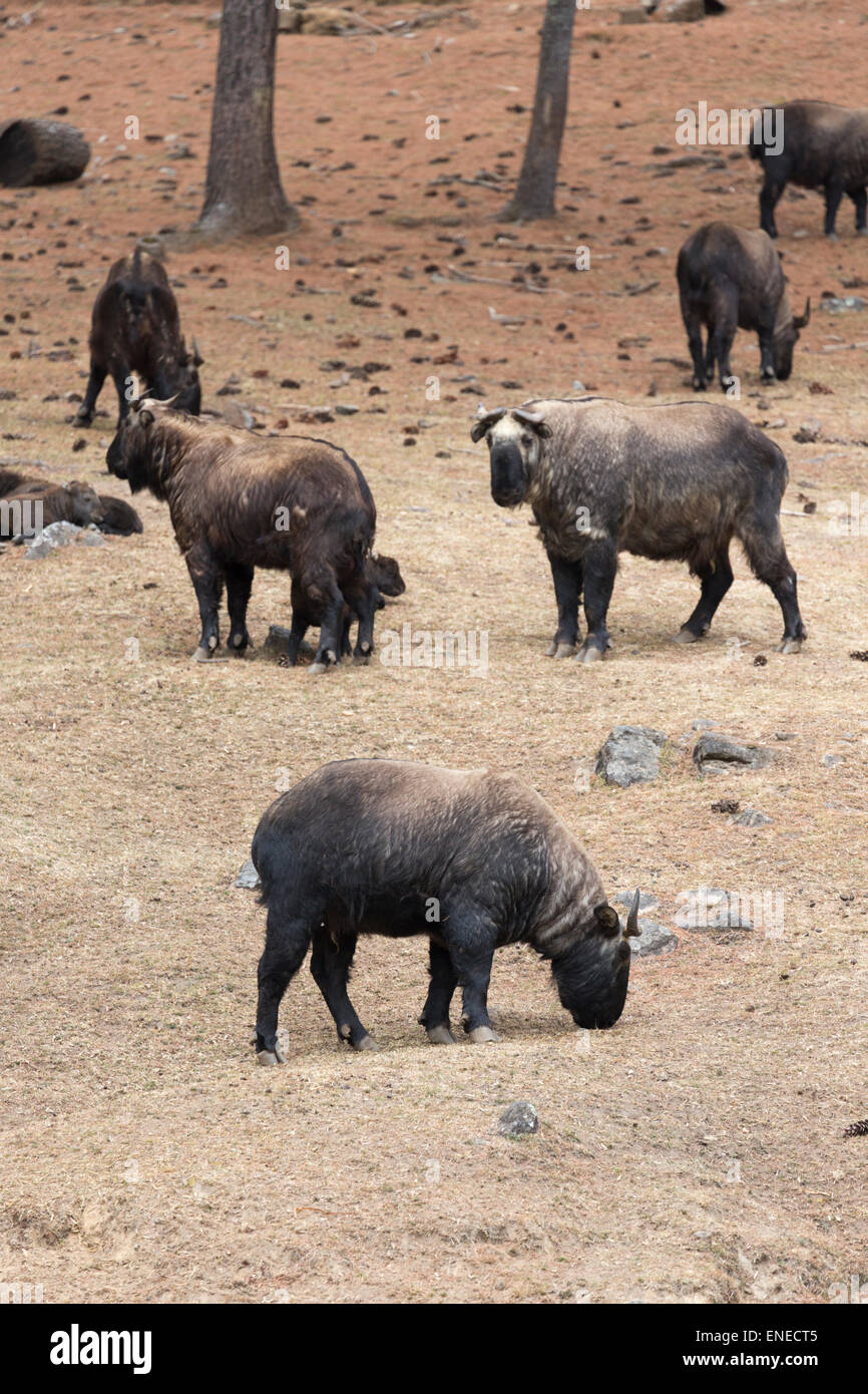 Takins including young at the Motithang Takin Preserve, Thimphu, Bhutan ...