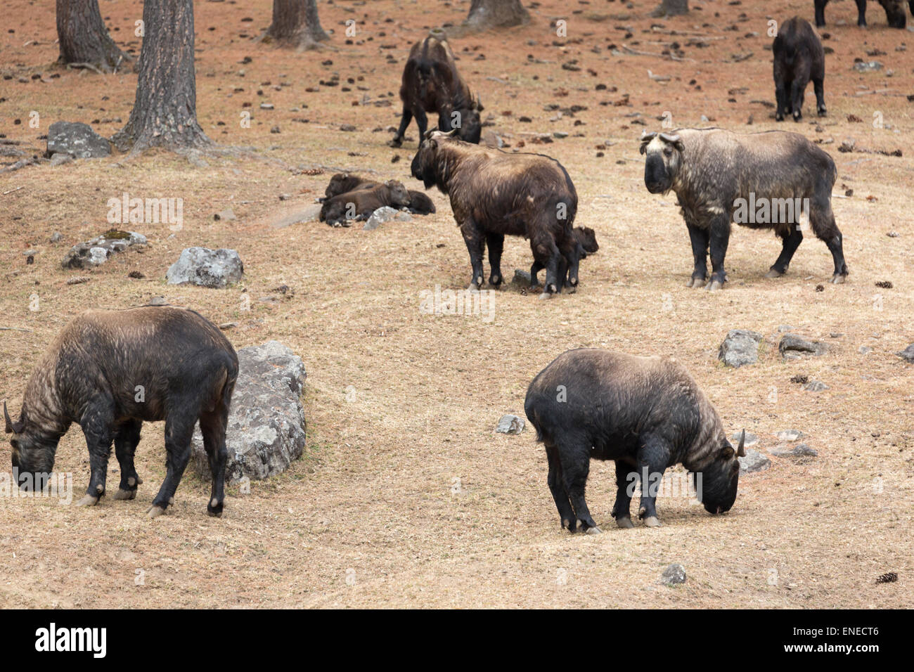 Takin hi-res stock photography and images - Alamy