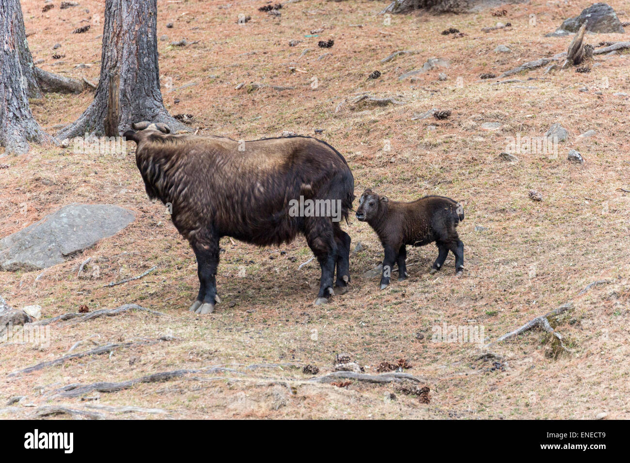 Takins including young at the Motithang Takin Preserve, Thimphu, Bhutan ...