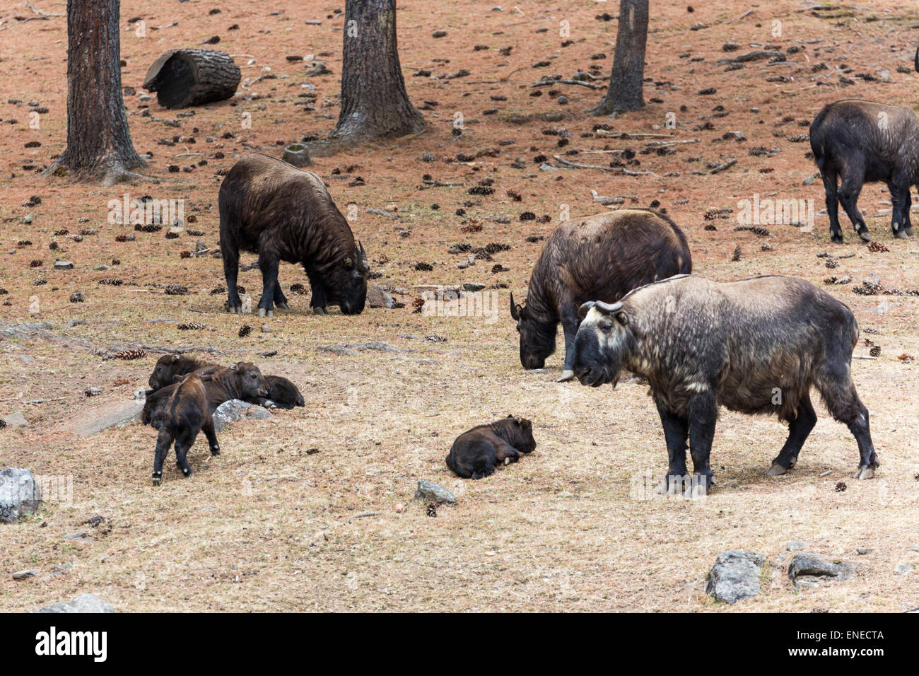 Takins including young at the Motithang Takin Preserve, Thimphu, Bhutan ...