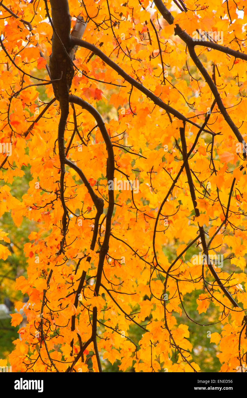 Sugar maple branch in autumn, Wolcott Park, West Hartford, Connecticut ...