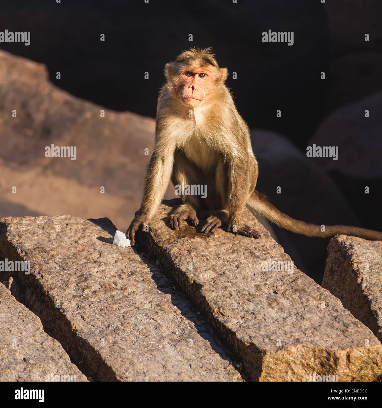 Monkey sitting on the rock in mountain Stock Photo - Alamy