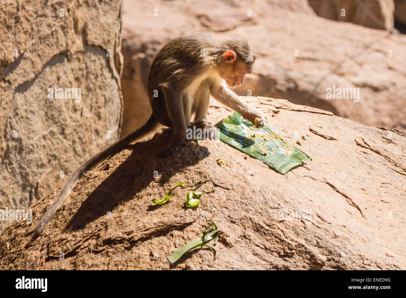 Monkey in tree eating hi-res stock photography and images - Alamy