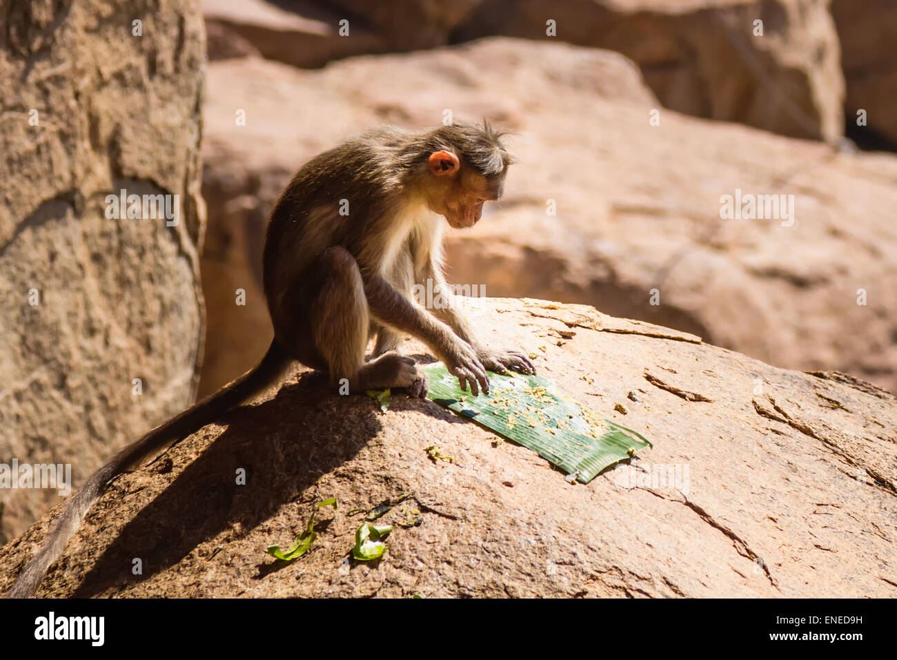 Monkey eating on the rock in mountain Stock Photo - Alamy