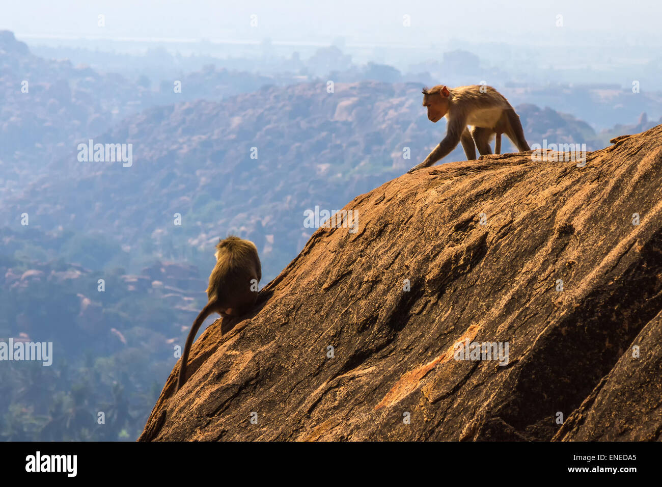 Monkeys sitting on the rock in mountain Stock Photo - Alamy