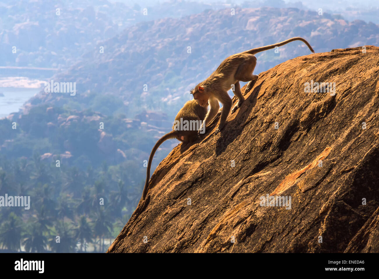 Monkeys on the rock in mountain Stock Photo - Alamy