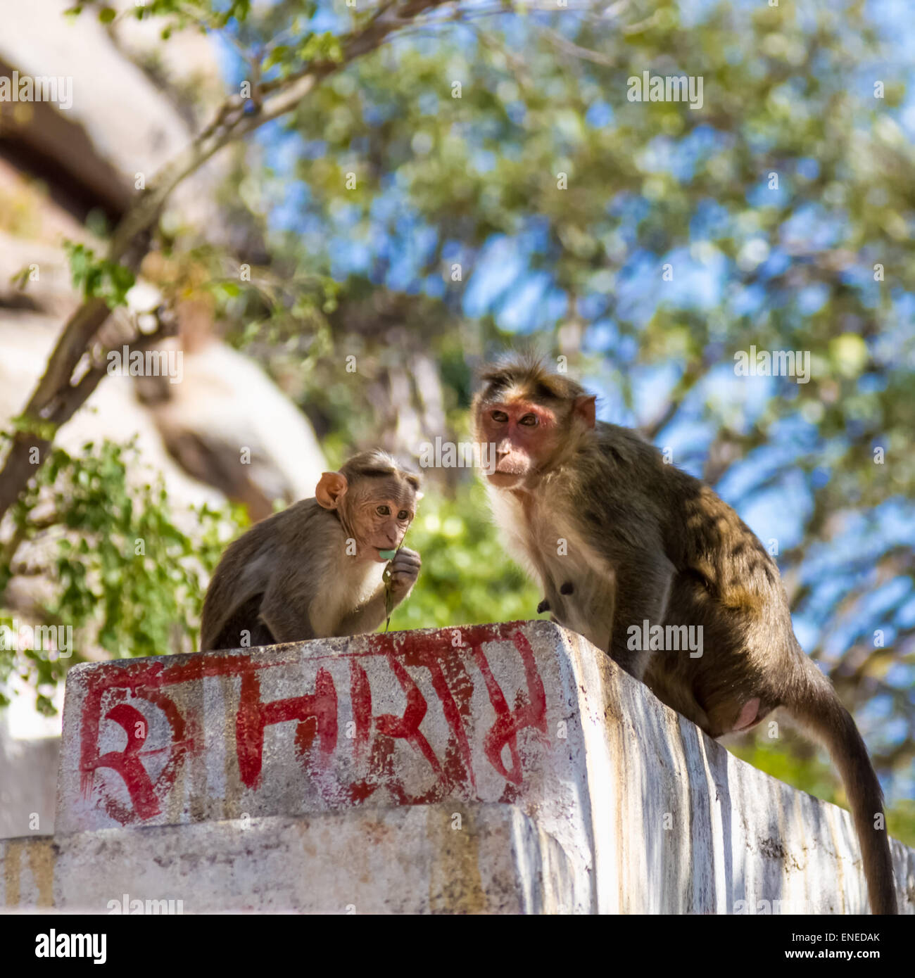 Monkey with child hi-res stock photography and images - Alamy