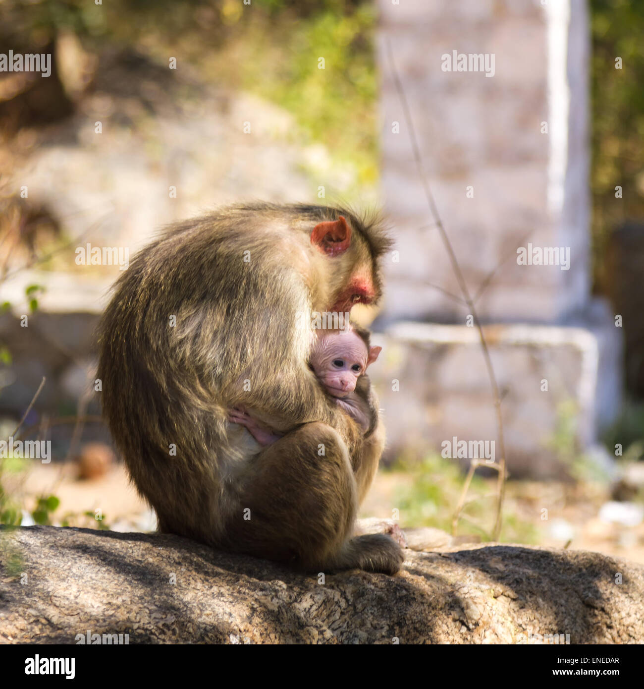 Monkey with child hi-res stock photography and images - Alamy