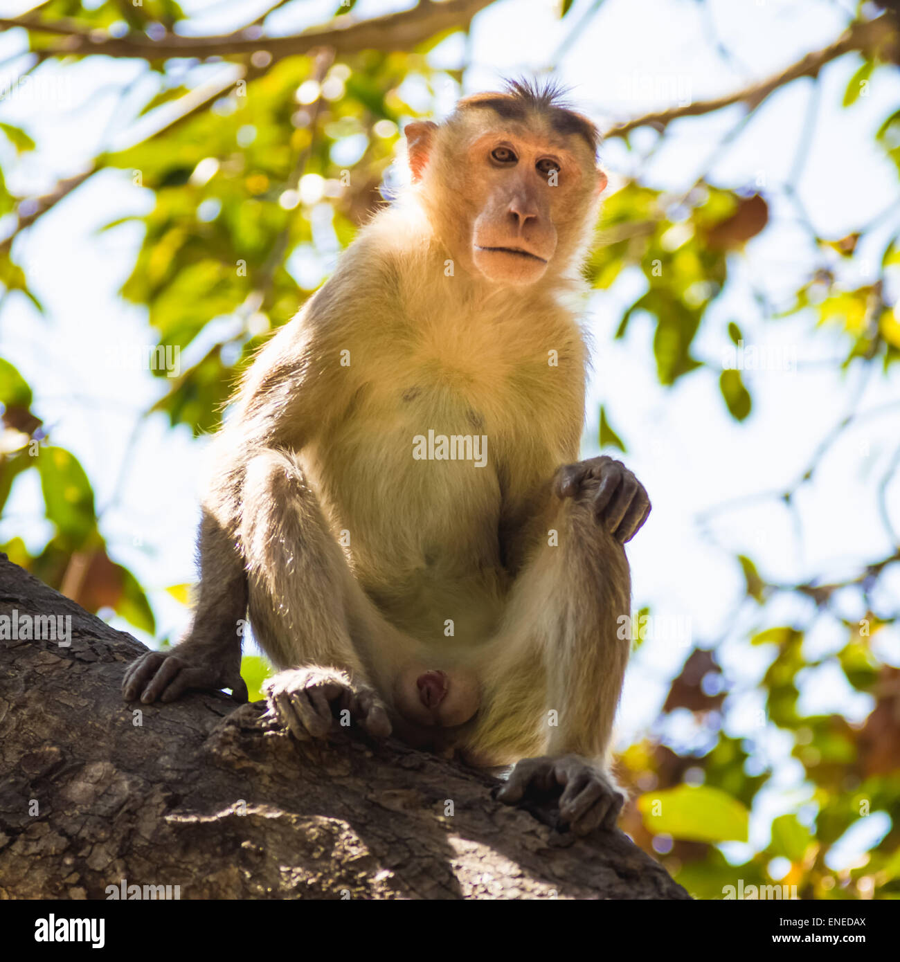 Monkey monkey sitting in tree hi-res stock photography and images - Alamy