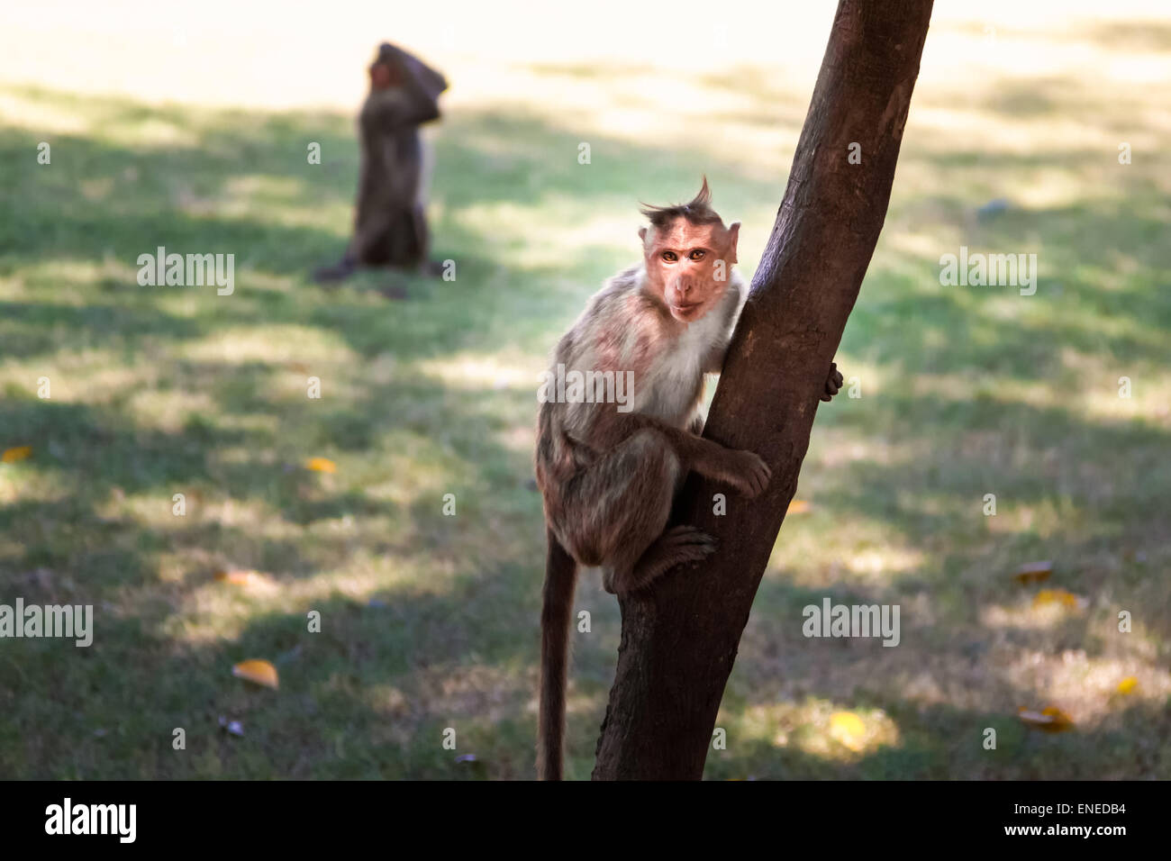 Monkey sitting on tree Stock Photo - Alamy