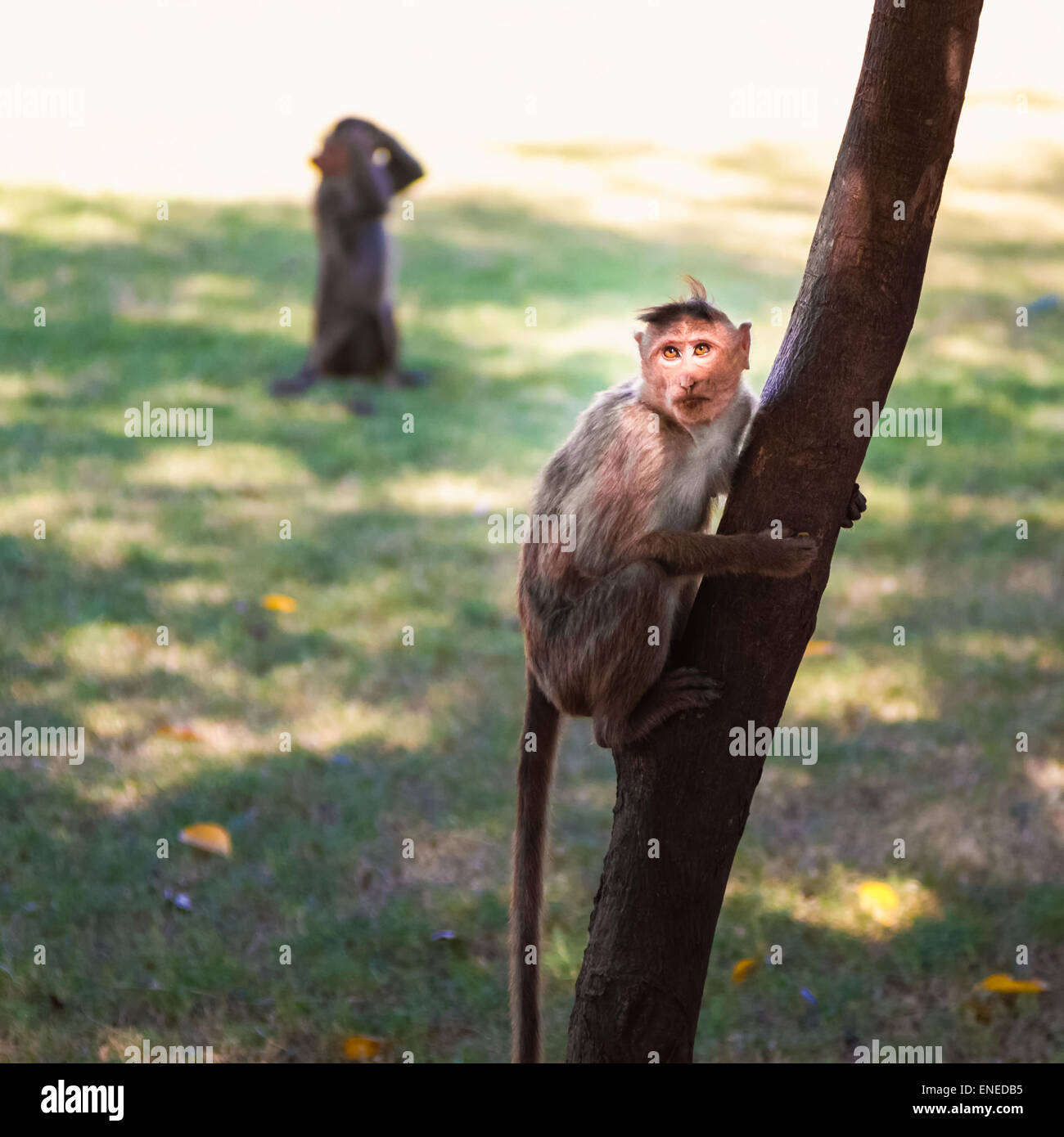 India forest monkey hi-res stock photography and images - Alamy