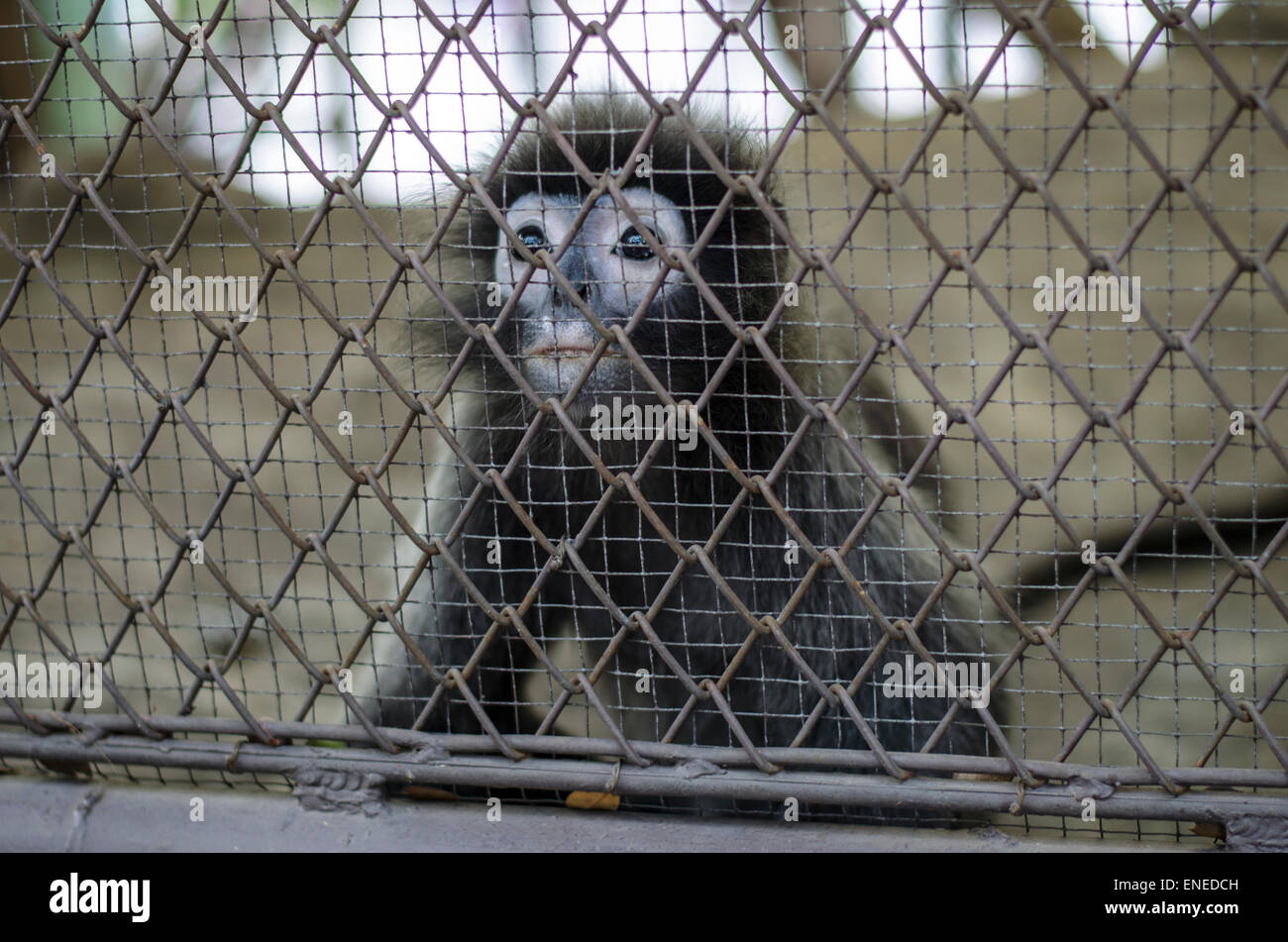sad crying monkey in cage in Thailand zoo Stock Photo - Alamy