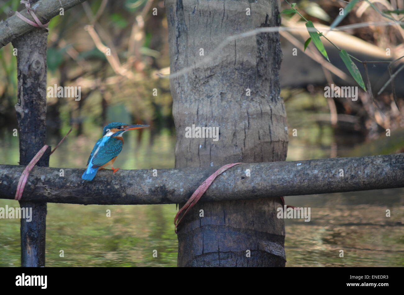 Nature and wildlife hi-res stock photography and images - Alamy