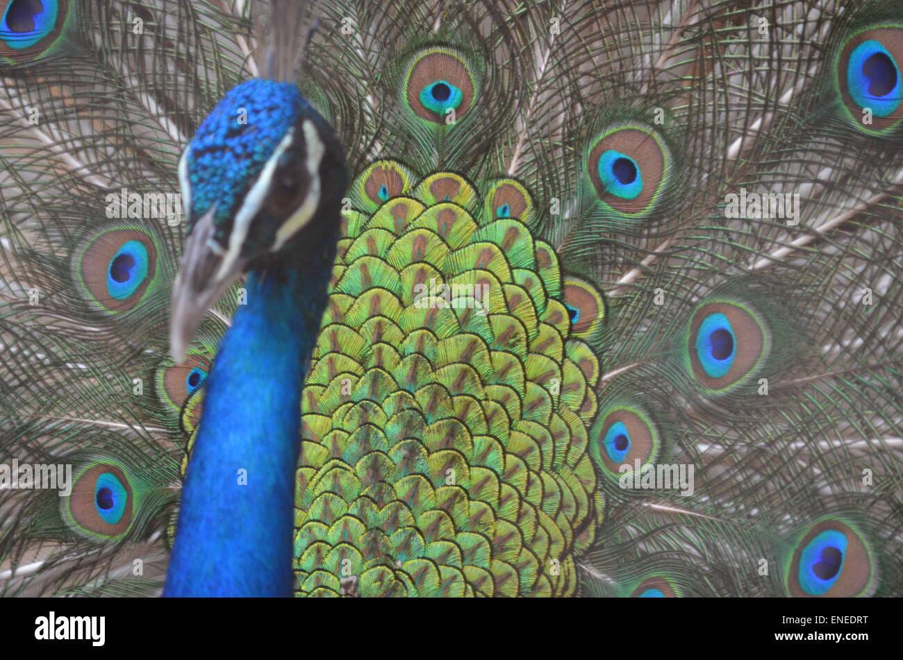 Nature of peacock hi-res stock photography and images - Alamy