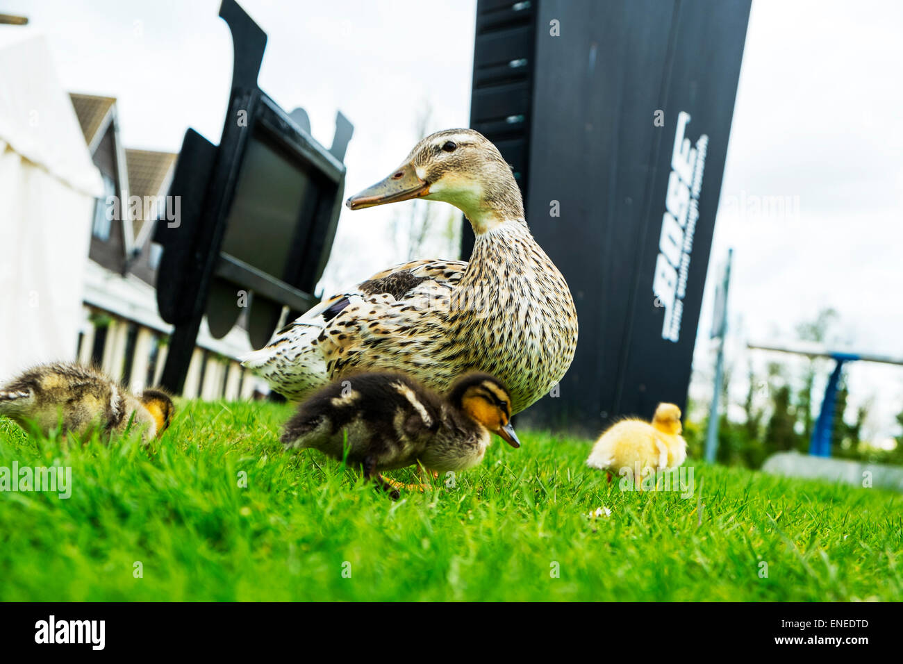 Ducklings duckling duck mallard female with offspring on grass low ...