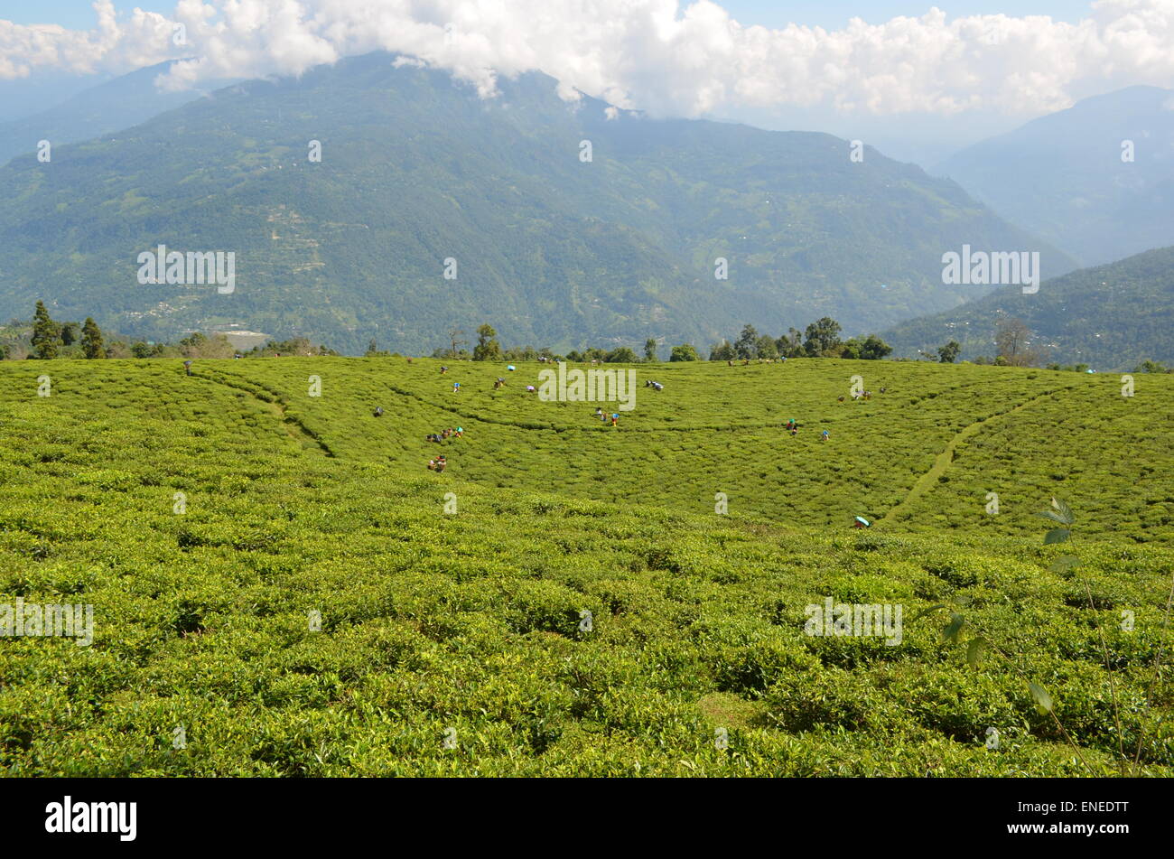 Tea garden sikkim hi-res stock photography and images - Alamy