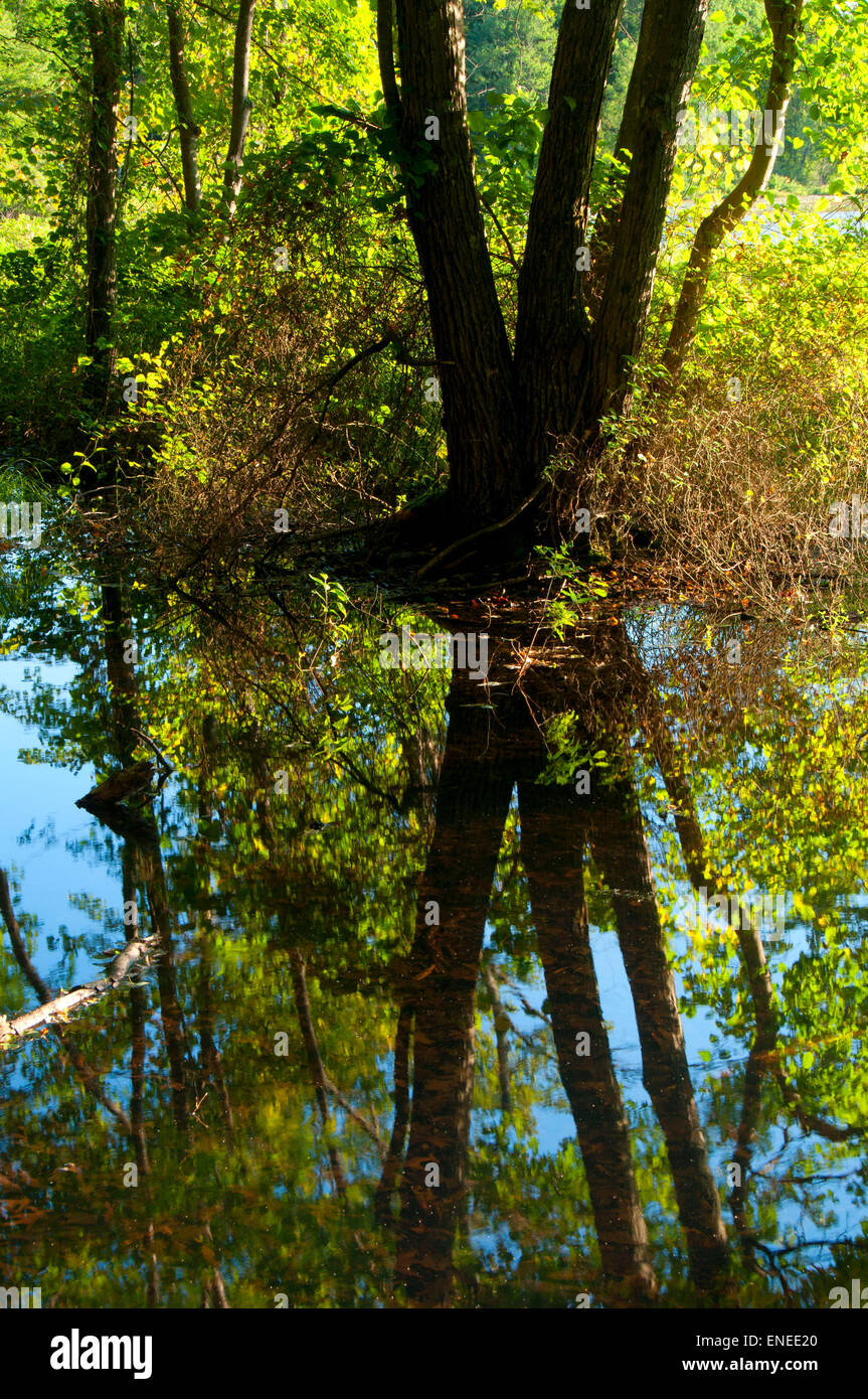 Forest by Great Pond, Great Pond State Forest, Simsbury, Connecticut ...
