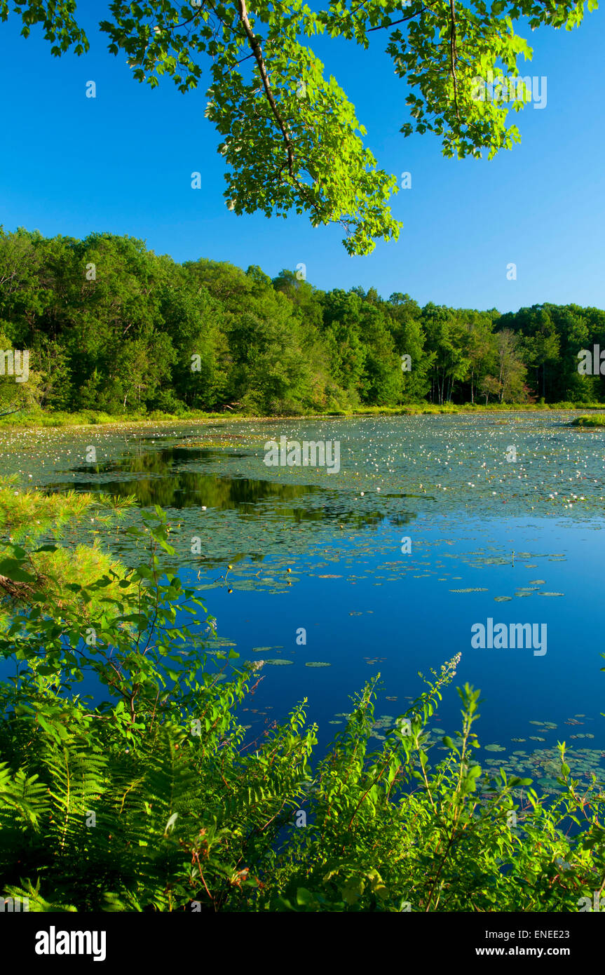 Shoreline reflection lily pond hi-res stock photography and images - Alamy