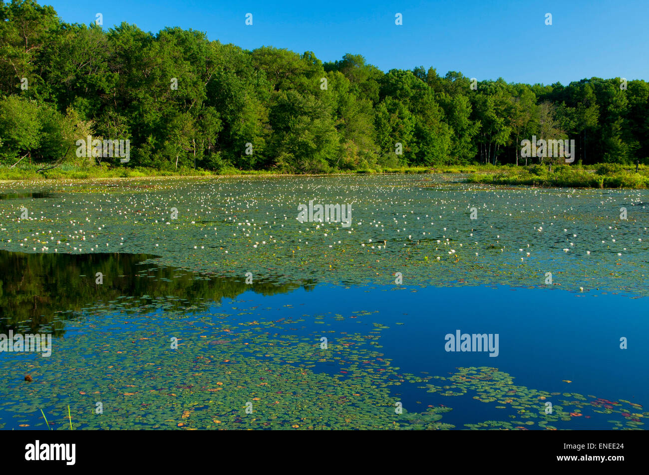 Great Pond, Great Pond State Forest, Simsbury, Connecticut Stock Photo ...