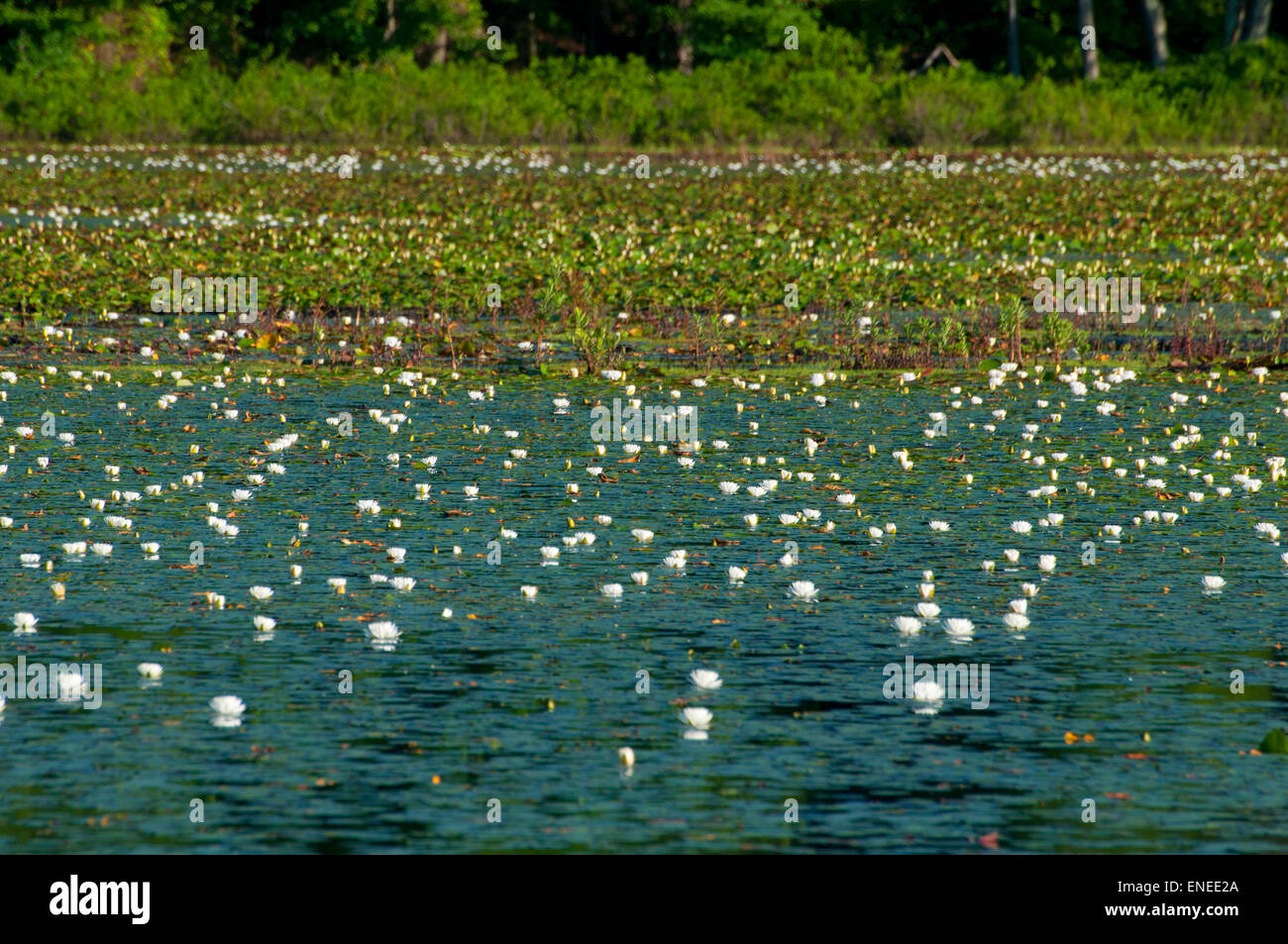Water lilies on Great Pond, Great Pond State Forest, Simsbury ...