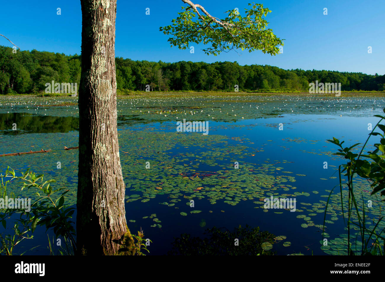 Great Pond, Great Pond State Forest, Simsbury, Connecticut Stock Photo ...