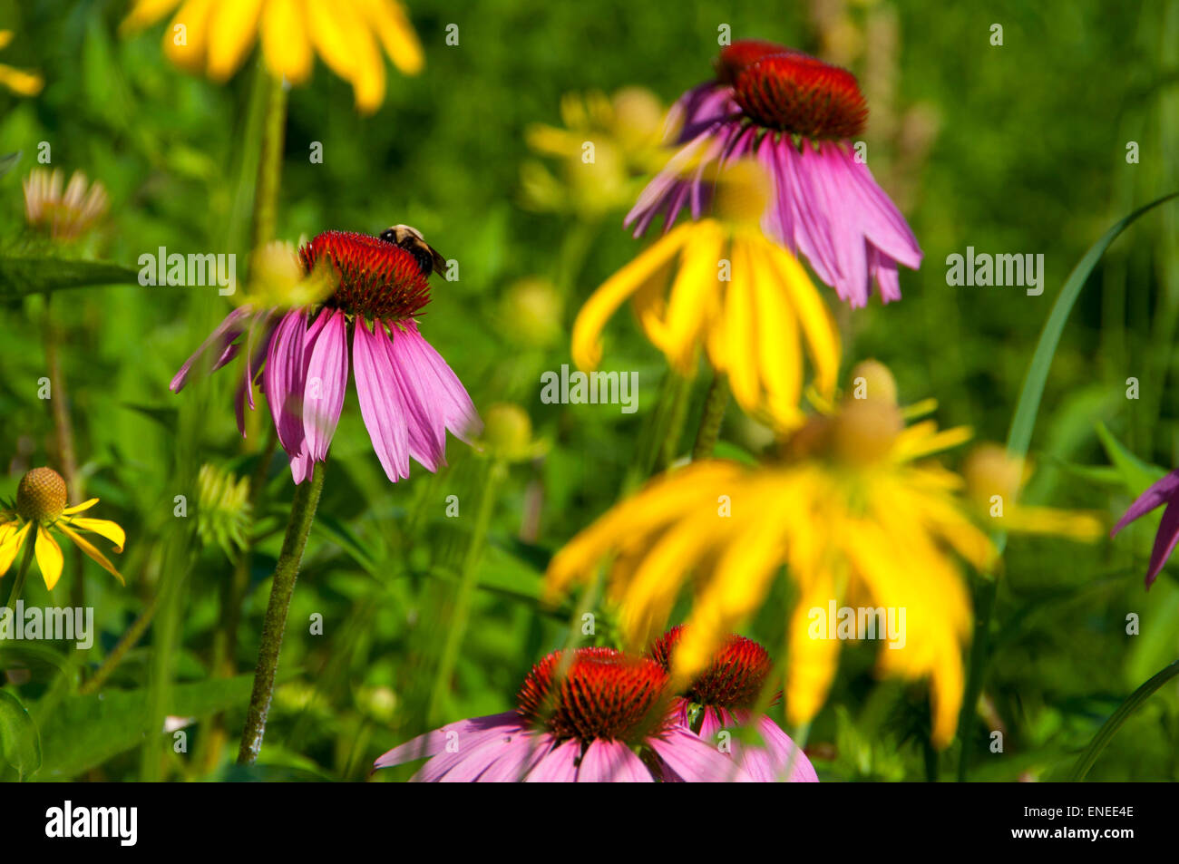 Connecticut wildflowers hi-res stock photography and images - Alamy