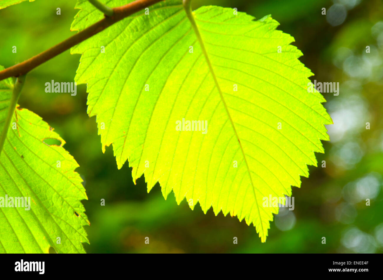 Leaf shade hi-res stock photography and images - Alamy