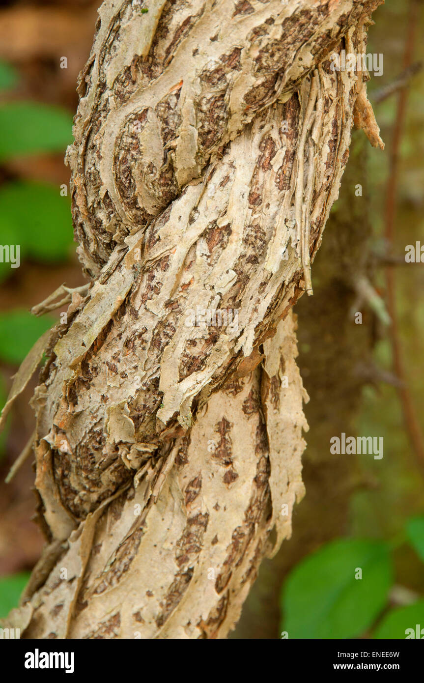 Vine Grape Trail High Resolution Stock Photography and Images - Alamy