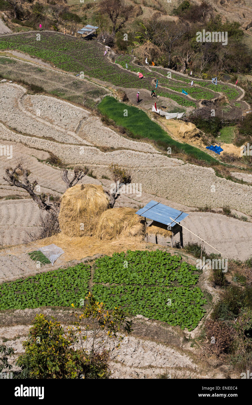 Bhutan farming people hi-res stock photography and images - Alamy